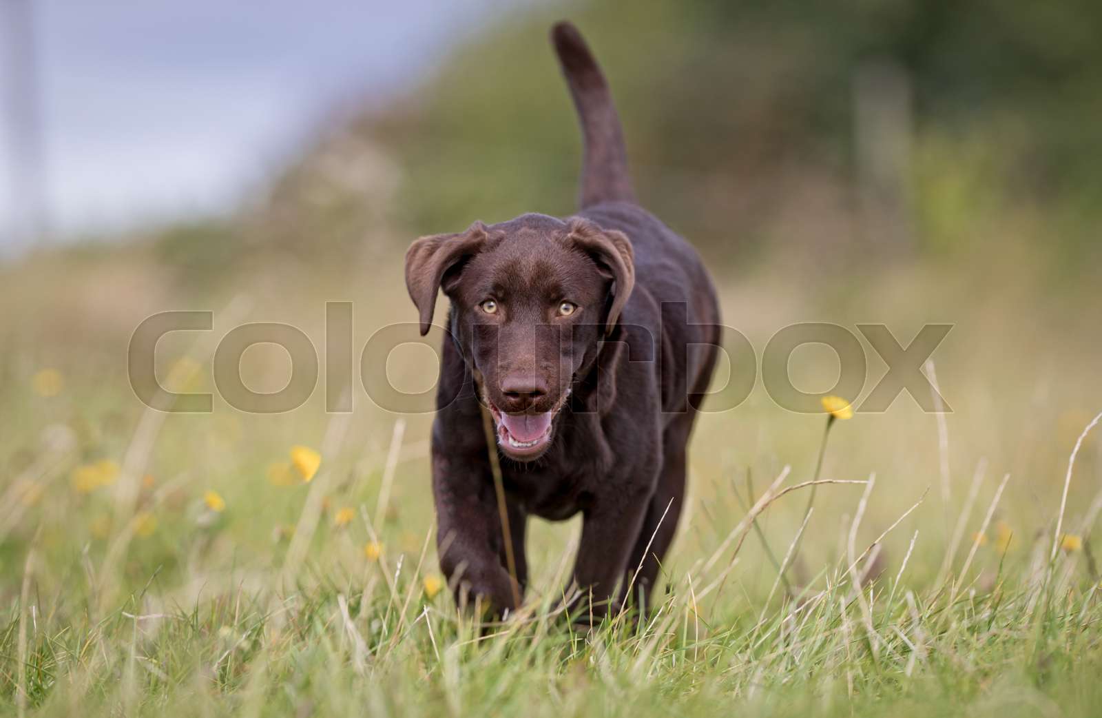 Brown labrador retriever dog | Stock image | Colourbox