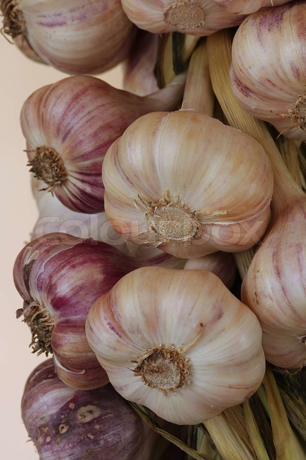 Freshly harvested garlic Allium sativum ´Thermidrome´ | Stock image ...
