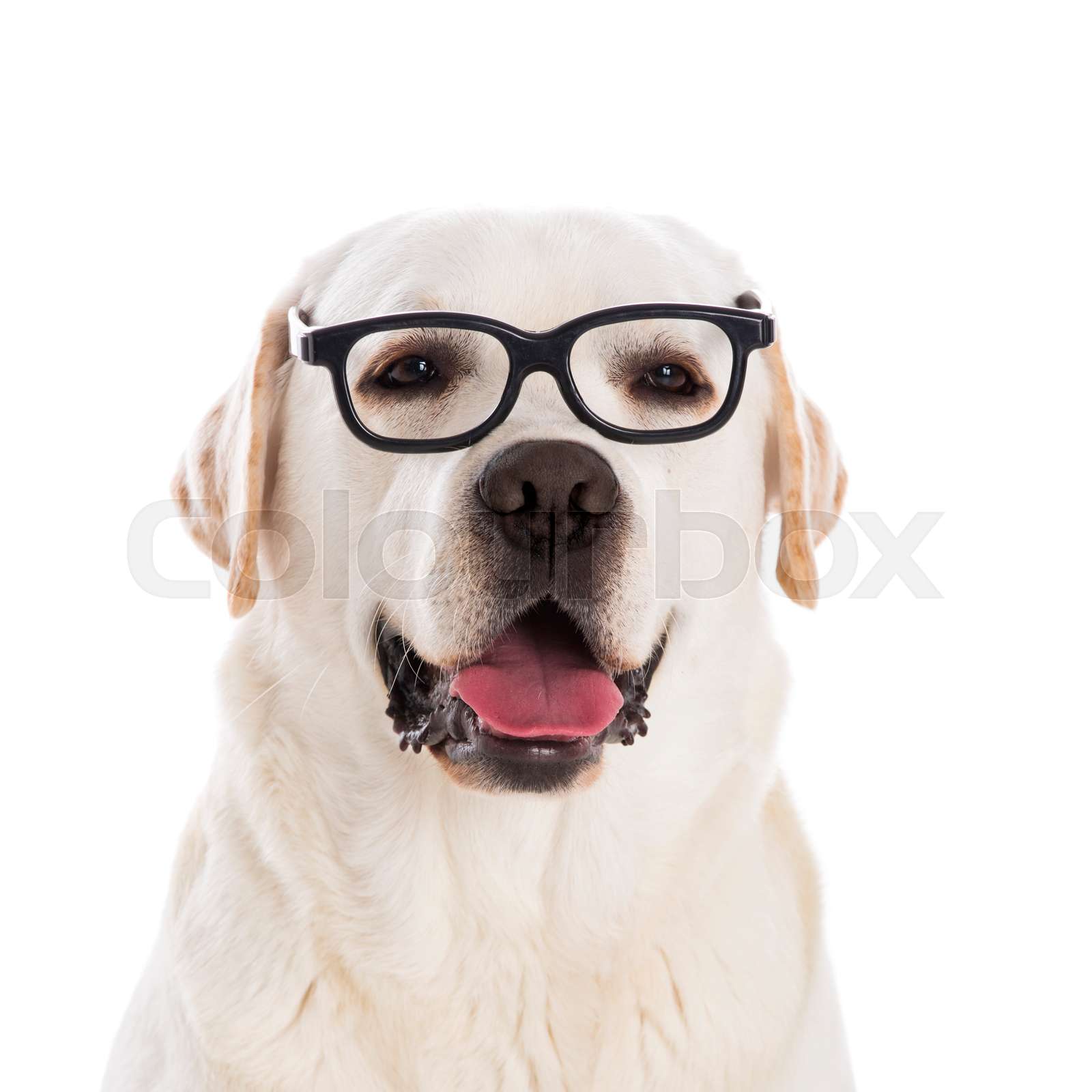 Animals Wearing Nerd Glasses