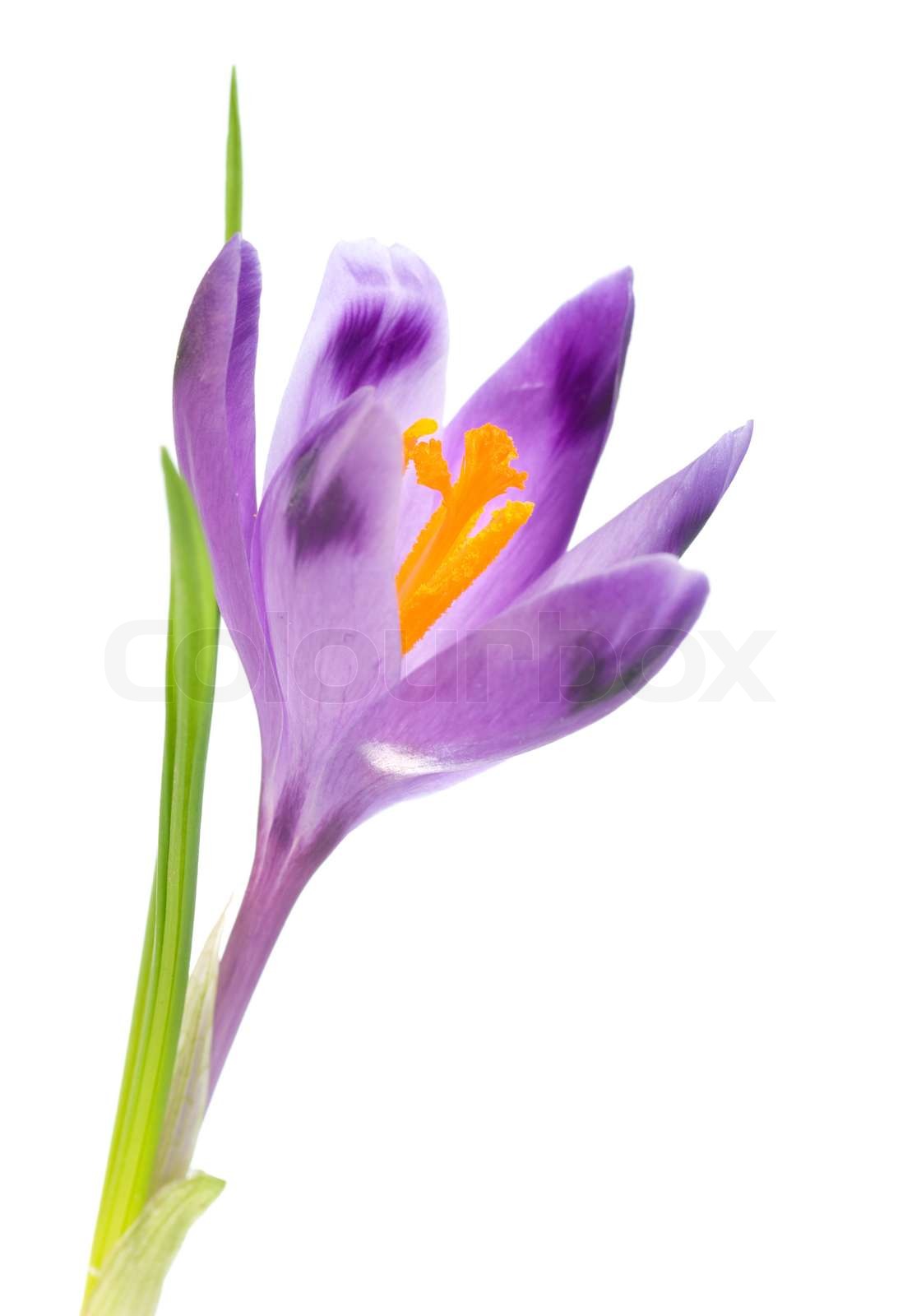 krokus blomst | Stock foto | Colourbox