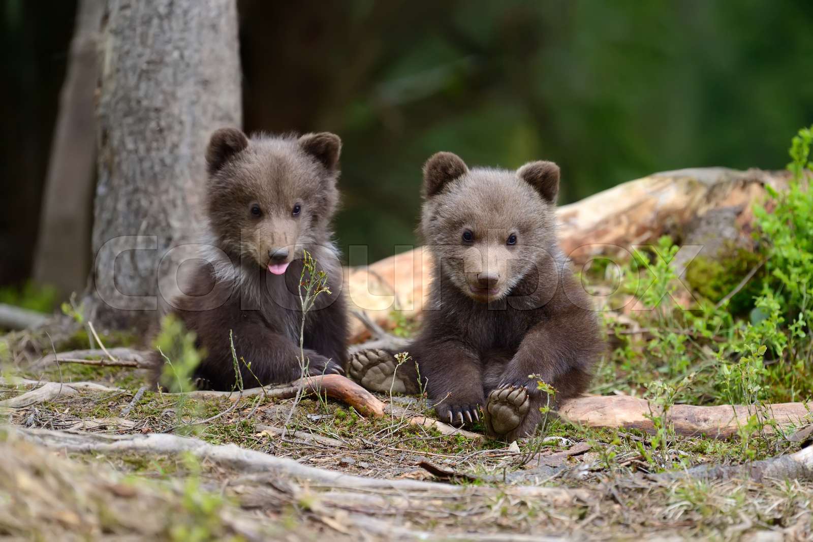 Brown bear cub | Stock image | Colourbox