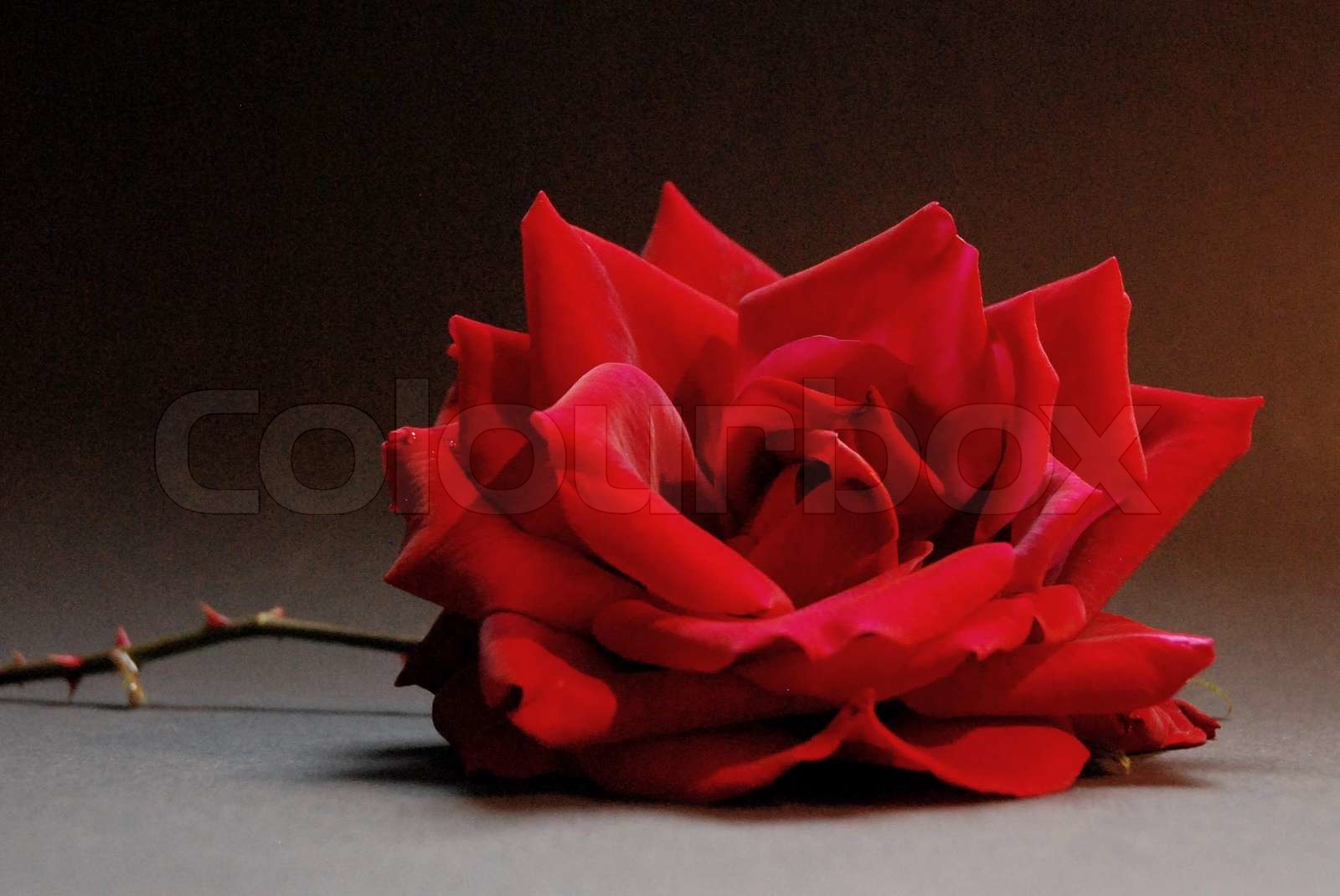 Red Rose alone on a Black Background | Stock image | Colourbox