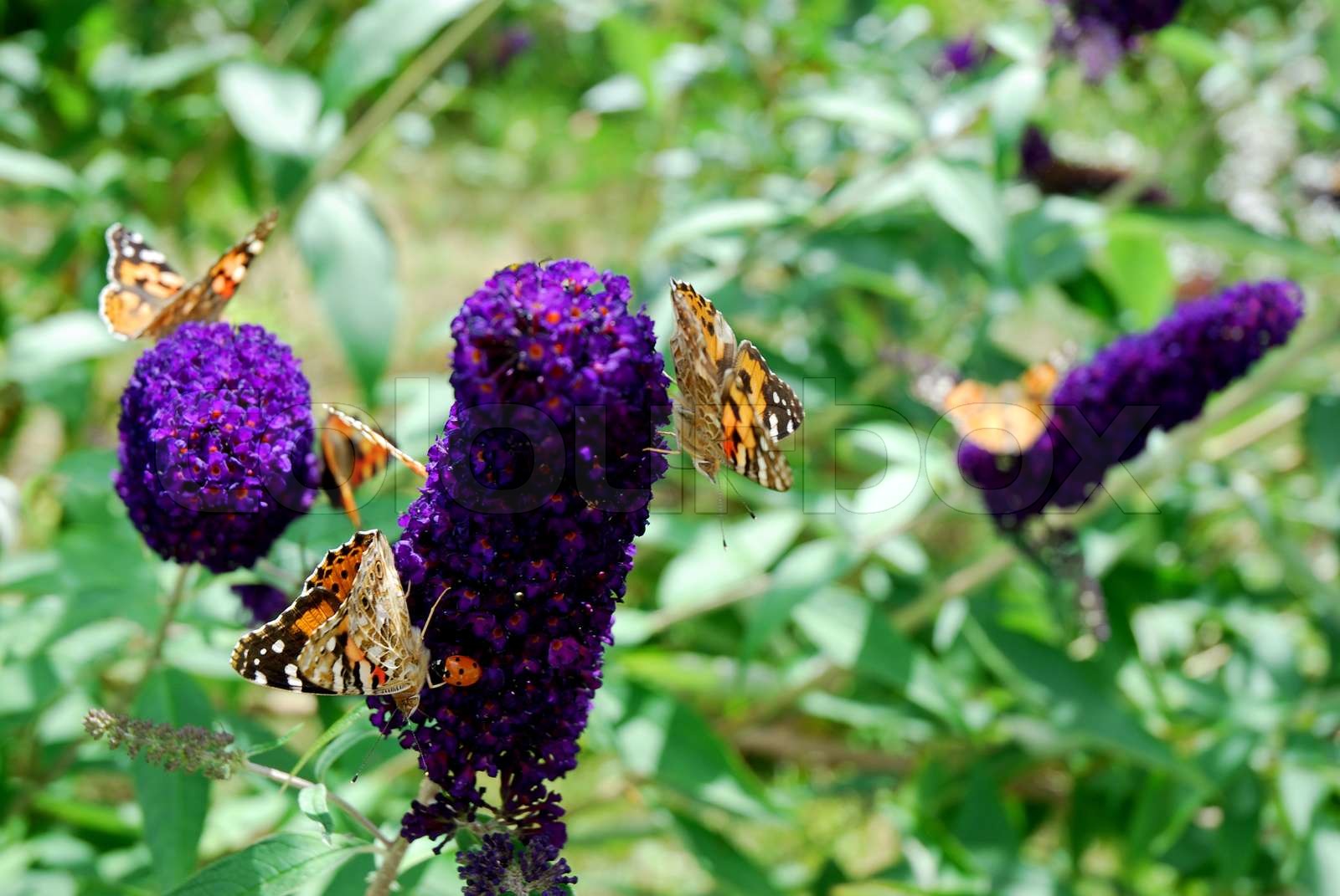 Danske sommerfugle på en Butterfly - busk | Stock foto | Colourbox