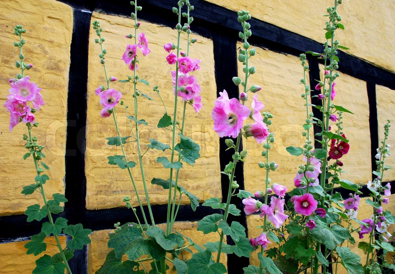 Stokroser mod det gamle gule mur | Stock foto | Colourbox