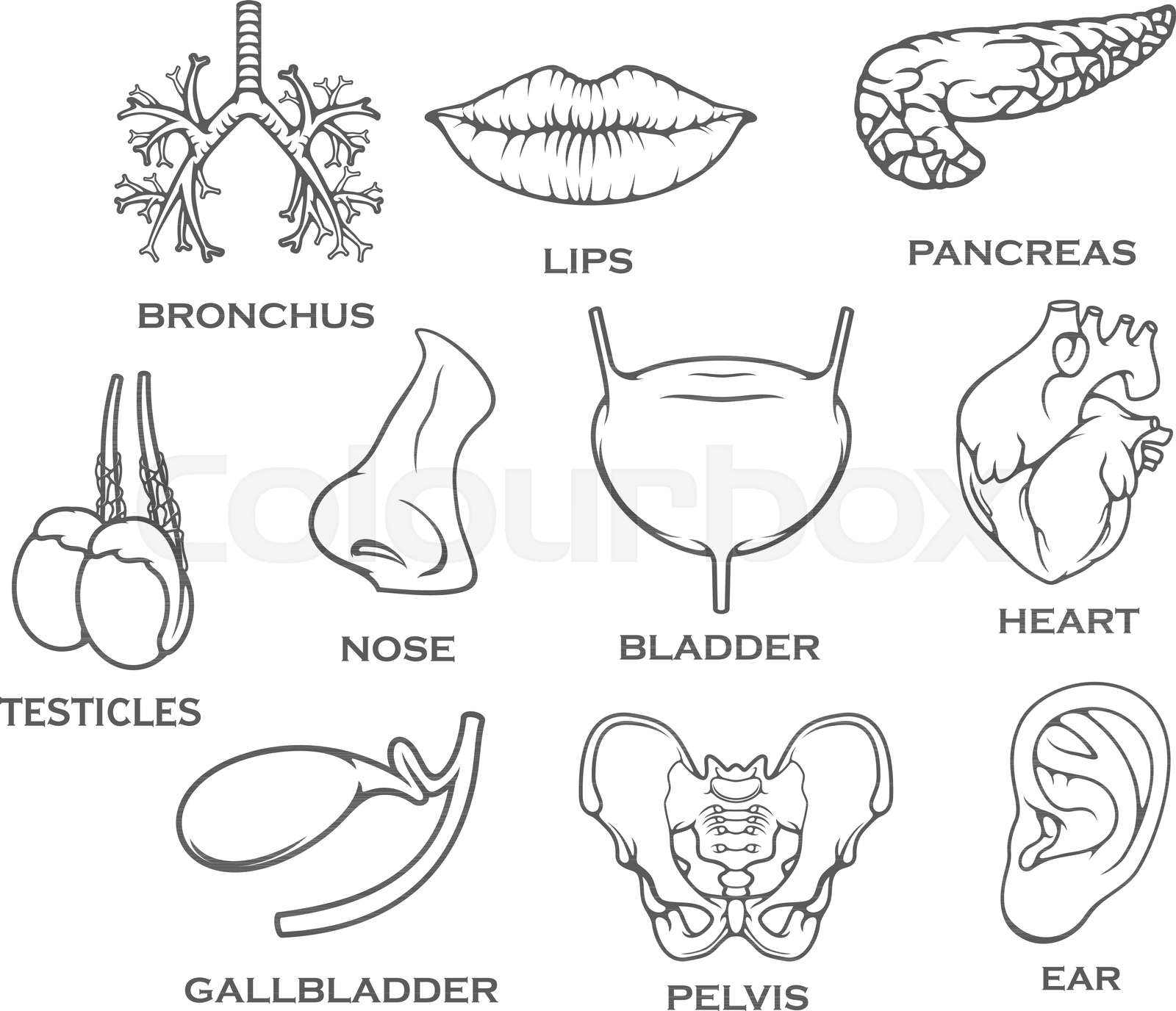 anatomi, organ, testikel | Stock vektor | Colourbox