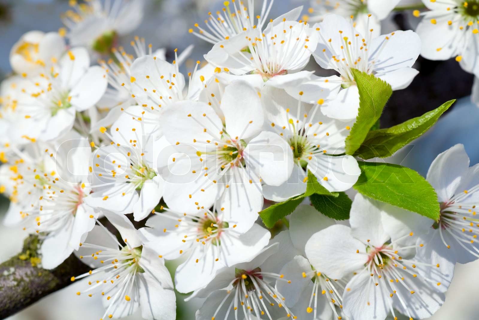 weiße Blüte der "China Kirsche" Baum Makro zweig | Stock Bild | Colourbox