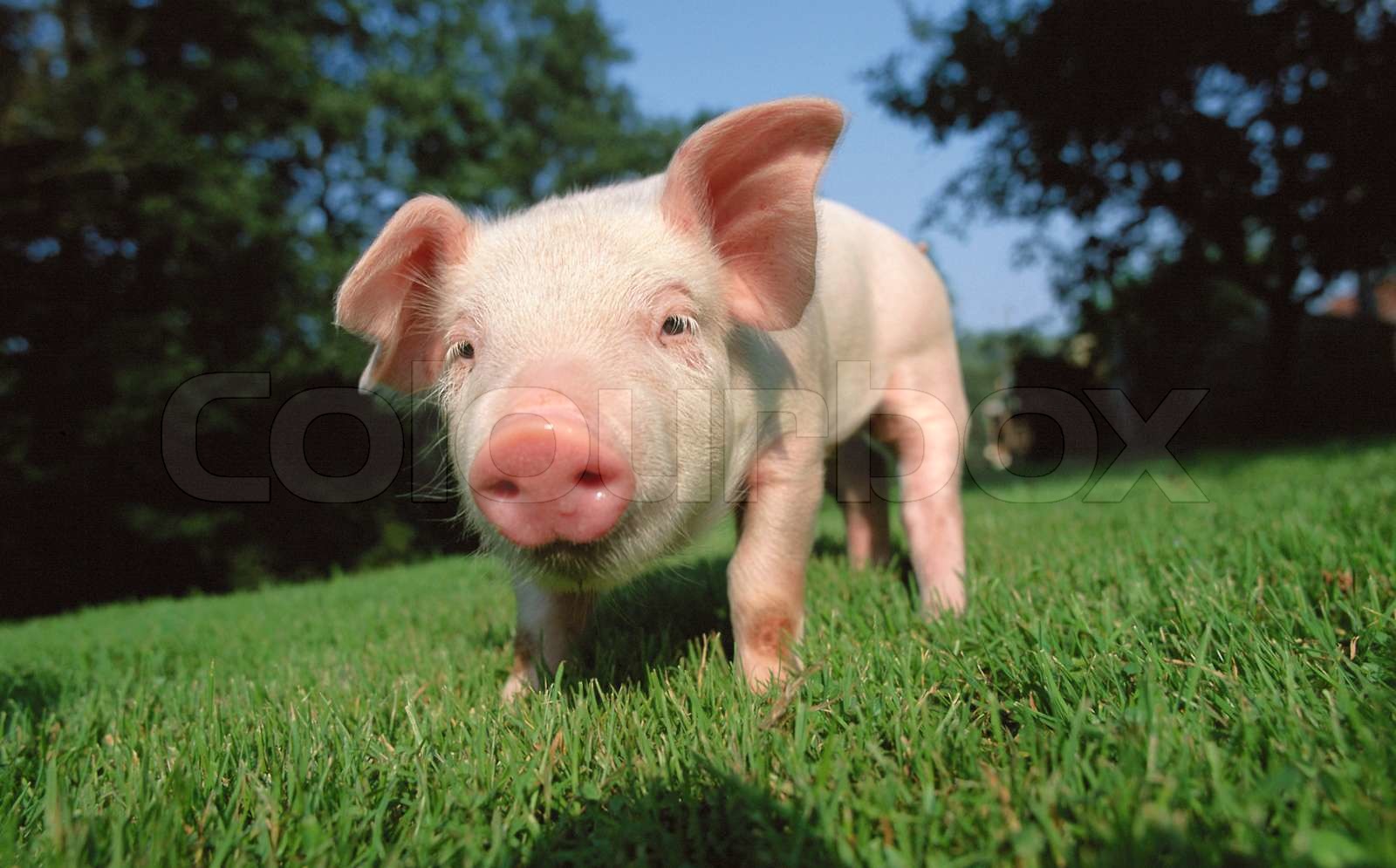 Young pigling on a green grass and blue sky | Stock image | Colourbox