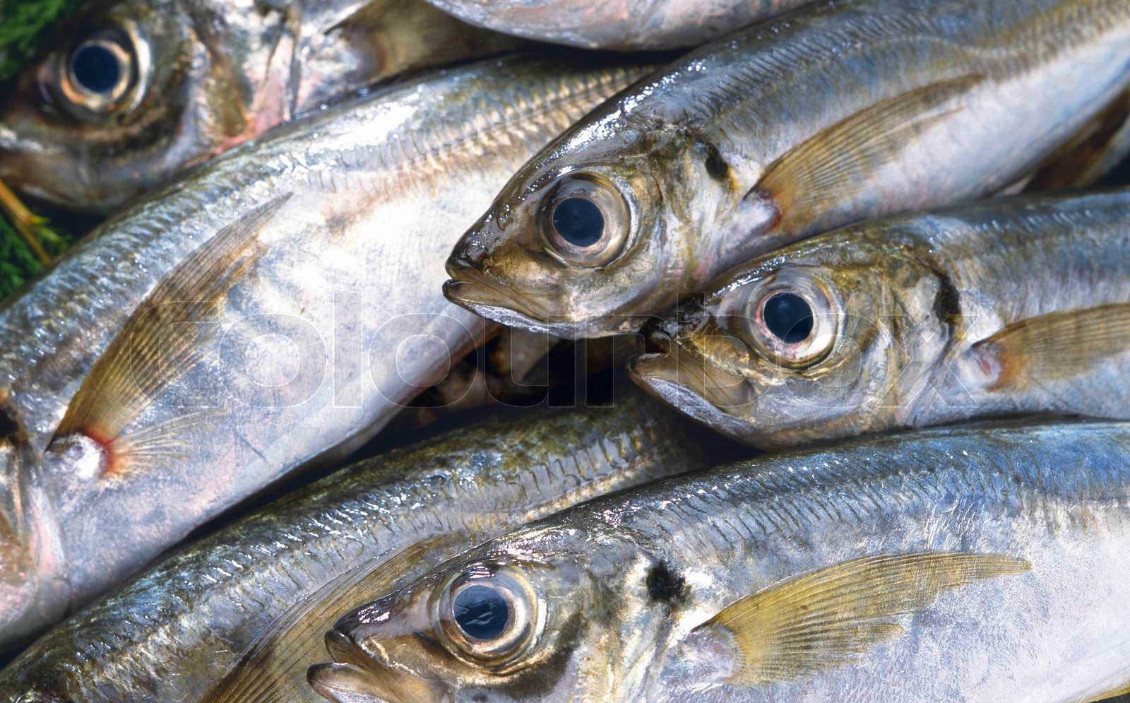 Cod fish heads on fishermen market | Stock image | Colourbox