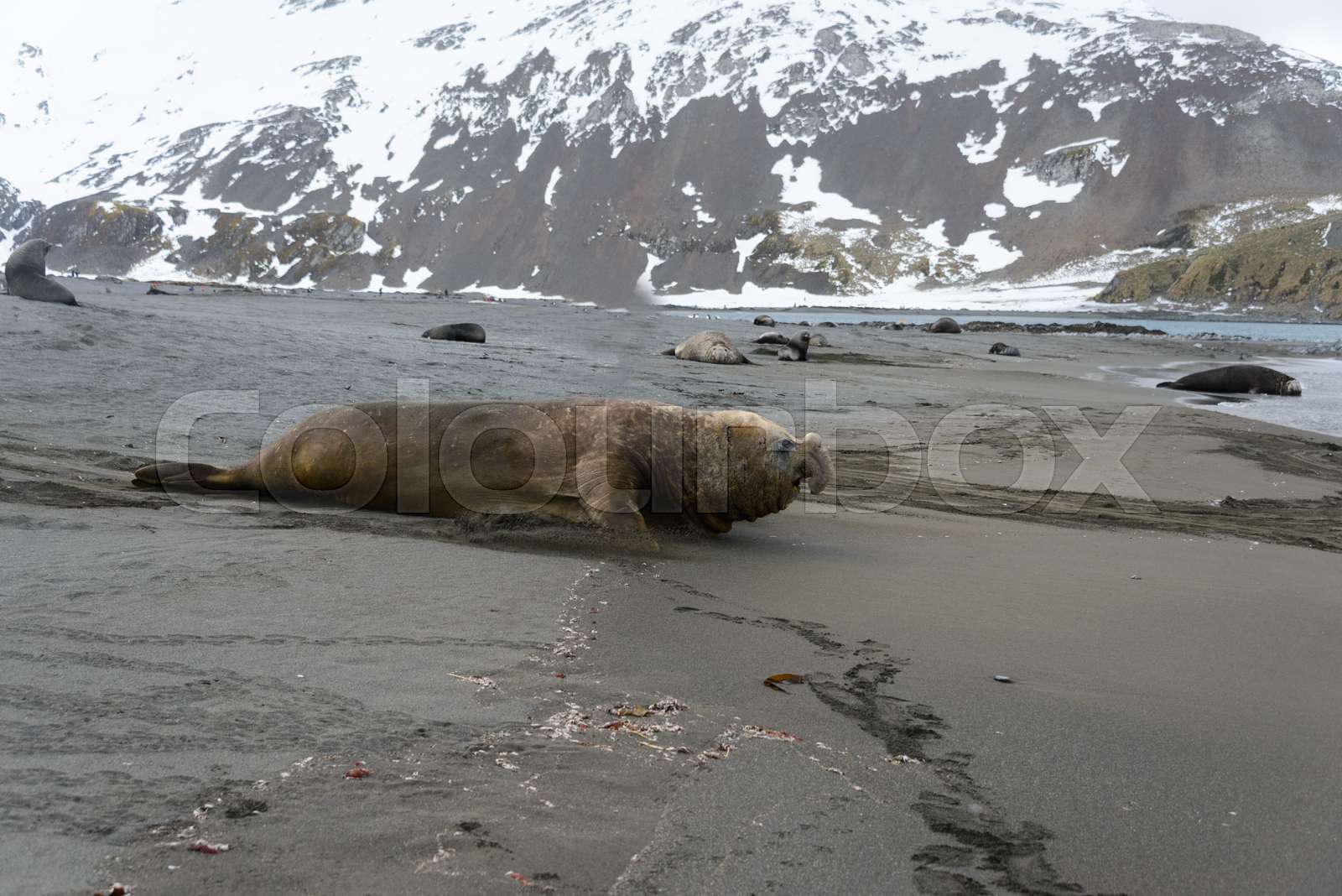 Aggressive sea elephant | Stock image | Colourbox