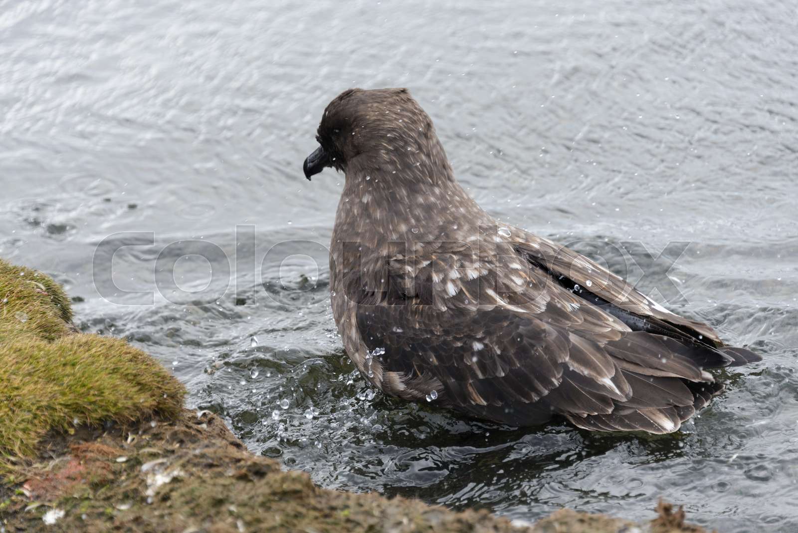 Scua | Stock image | Colourbox