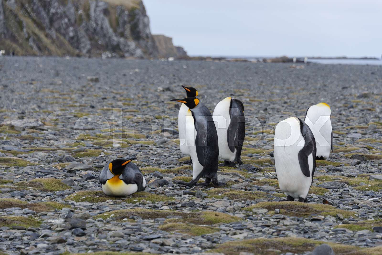 King penguins on South Georgia island | Stock image | Colourbox