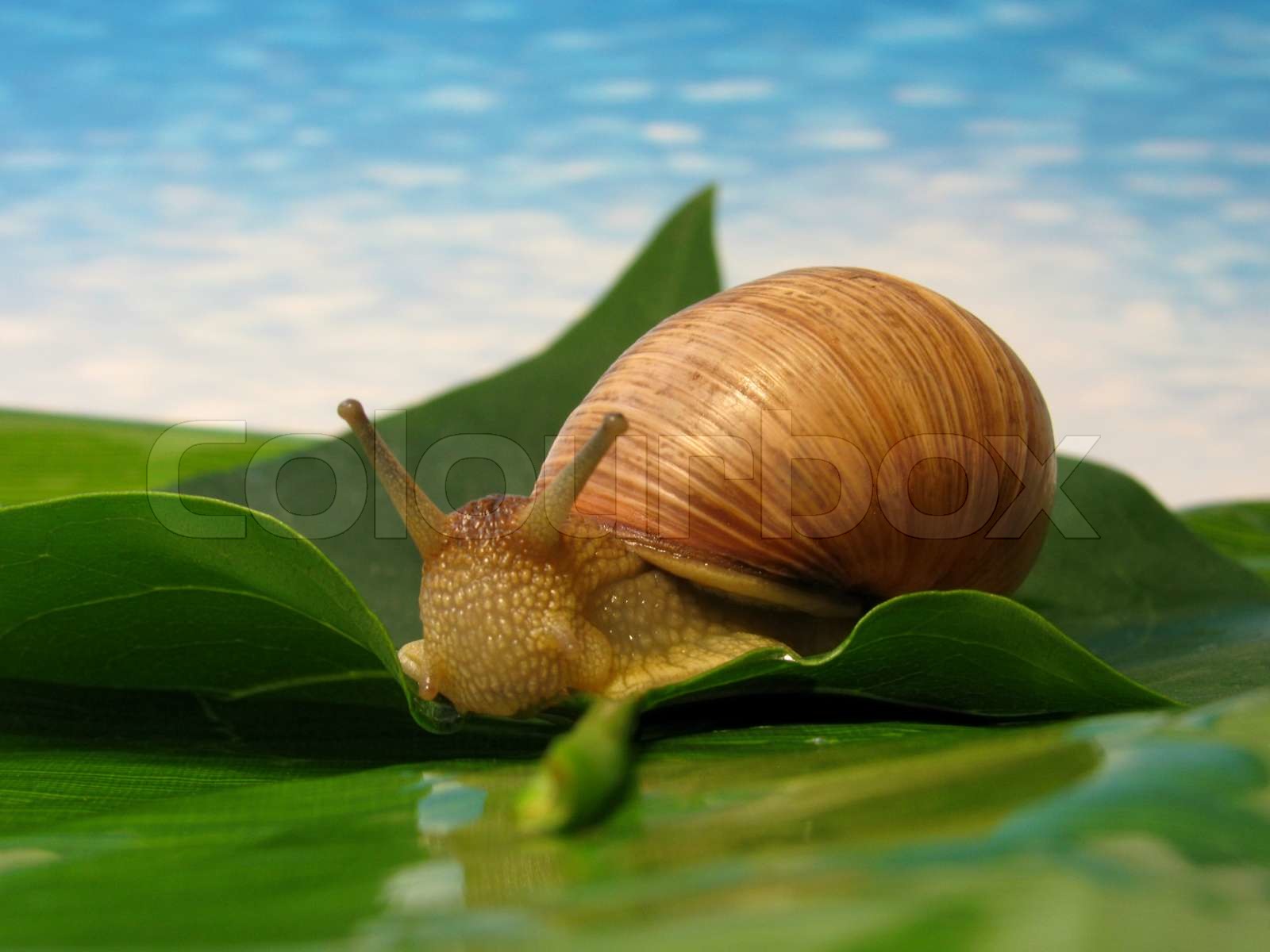 sneglen på et grønt blad | Stock foto | Colourbox