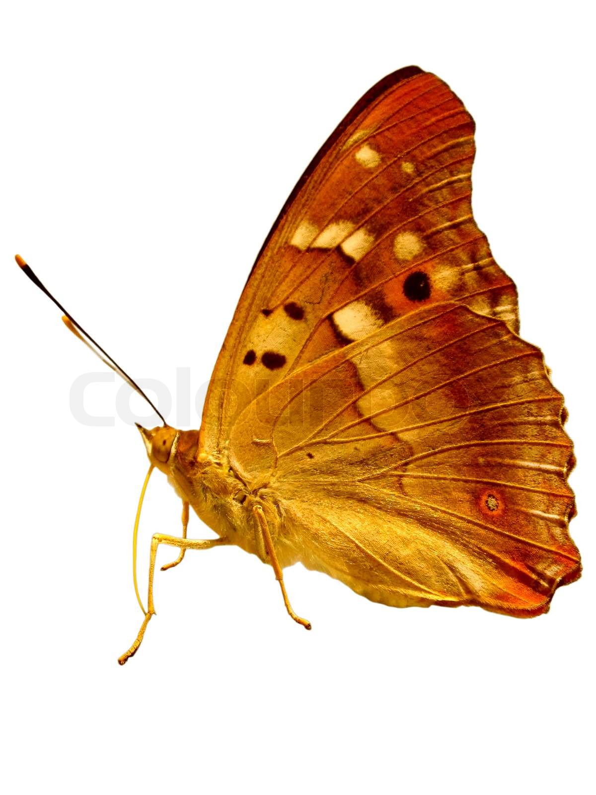 golden butterfly isolated on white | Stock image | Colourbox