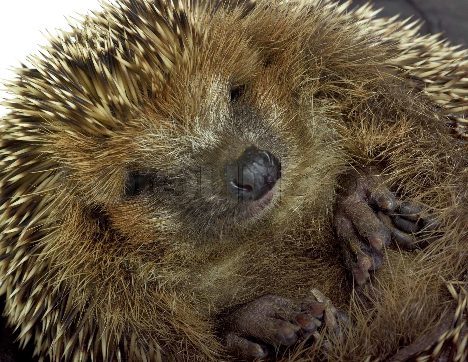 portrait of a rolled-up young hedgehog | Stock image | Colourbox