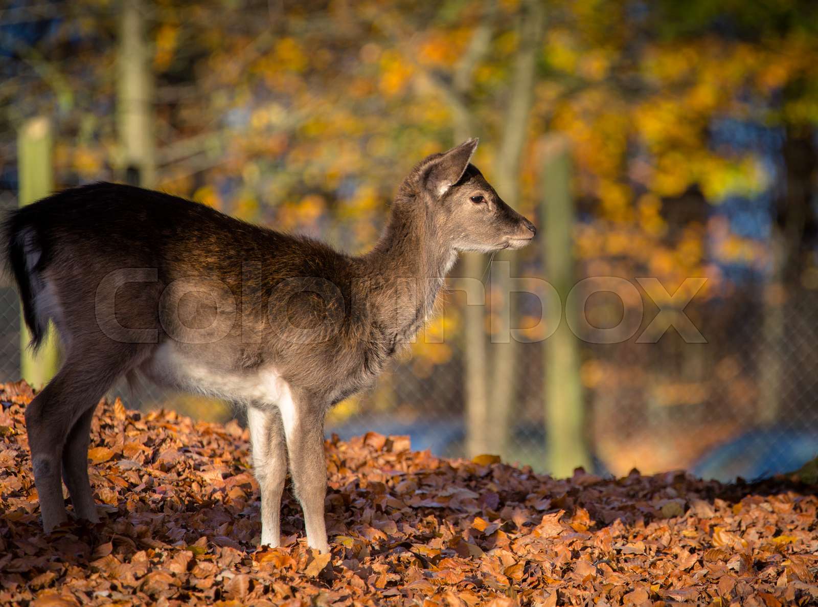 Ung hjort i skoven | Stock foto | Colourbox