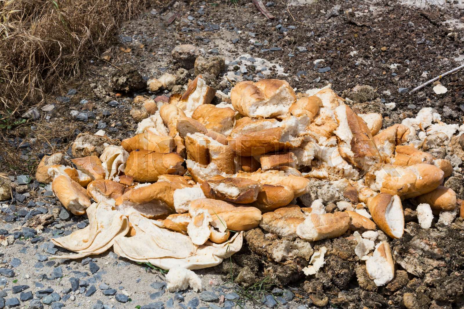 Bread stale dry old thrown on the trash | Stock image | Colourbox