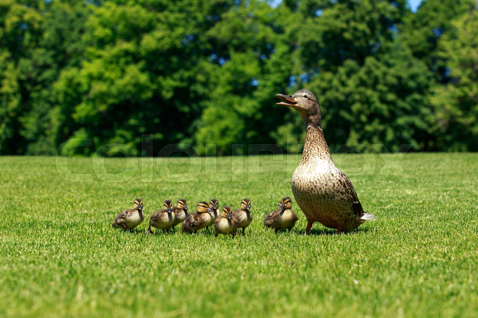 duck with ducklings | Stock image | Colourbox