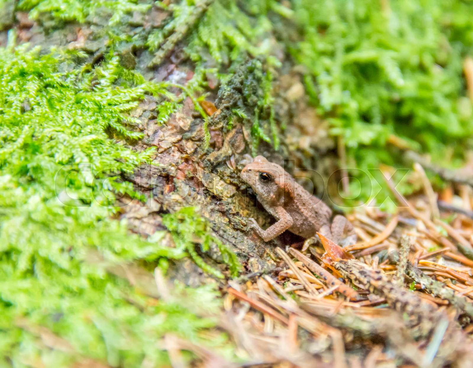 small common toad | Stock image | Colourbox