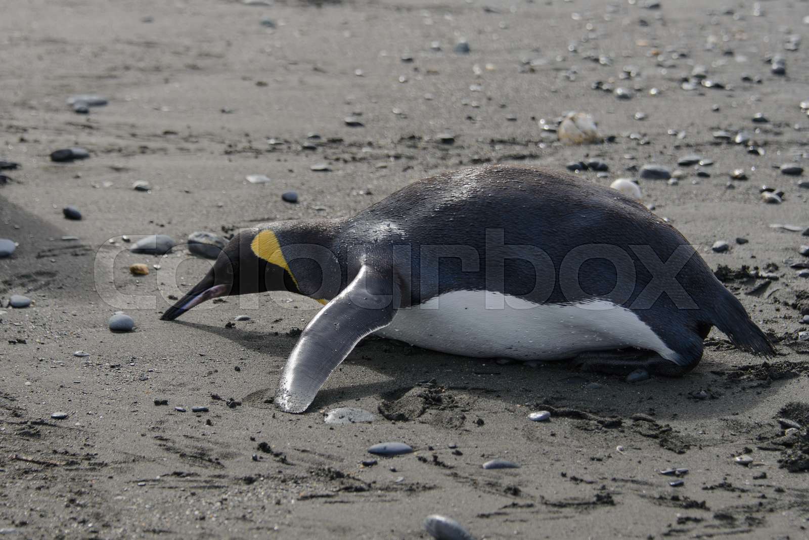 King penguin standing up | Stock image | Colourbox