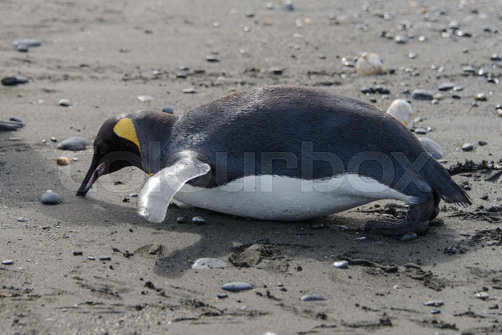 King penguin standing up | Stock image | Colourbox