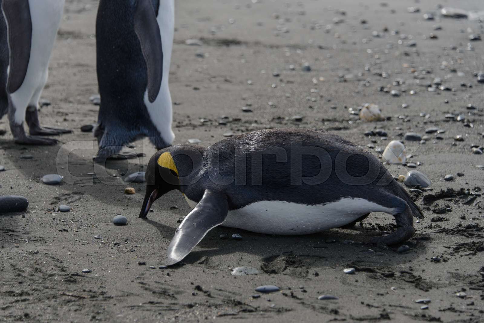 King penguin standing up | Stock image | Colourbox