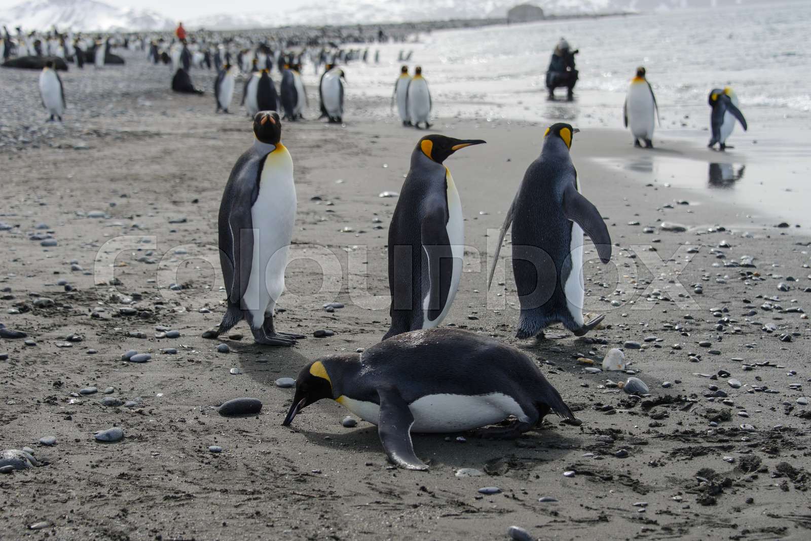 King penguin standing up | Stock image | Colourbox