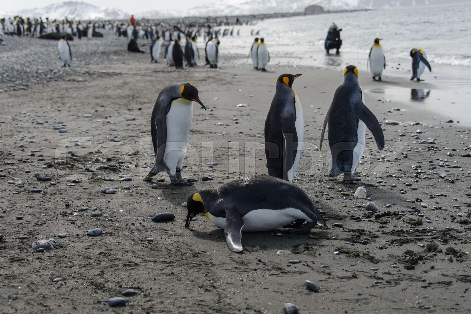 King penguin standing up | Stock image | Colourbox