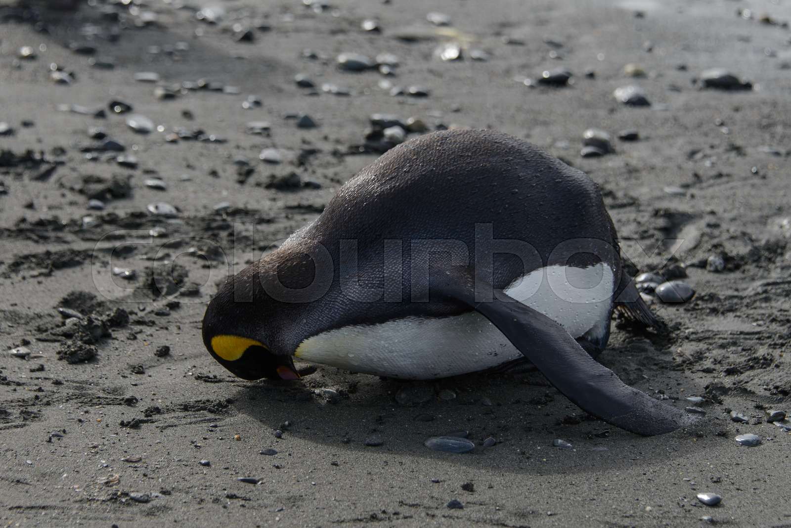 King penguin standing up | Stock image | Colourbox