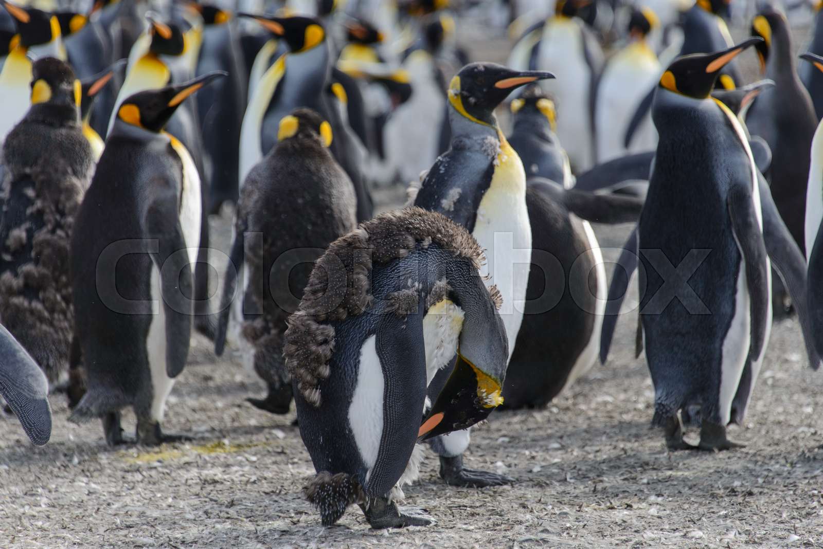 King penguin moulting | Stock image | Colourbox