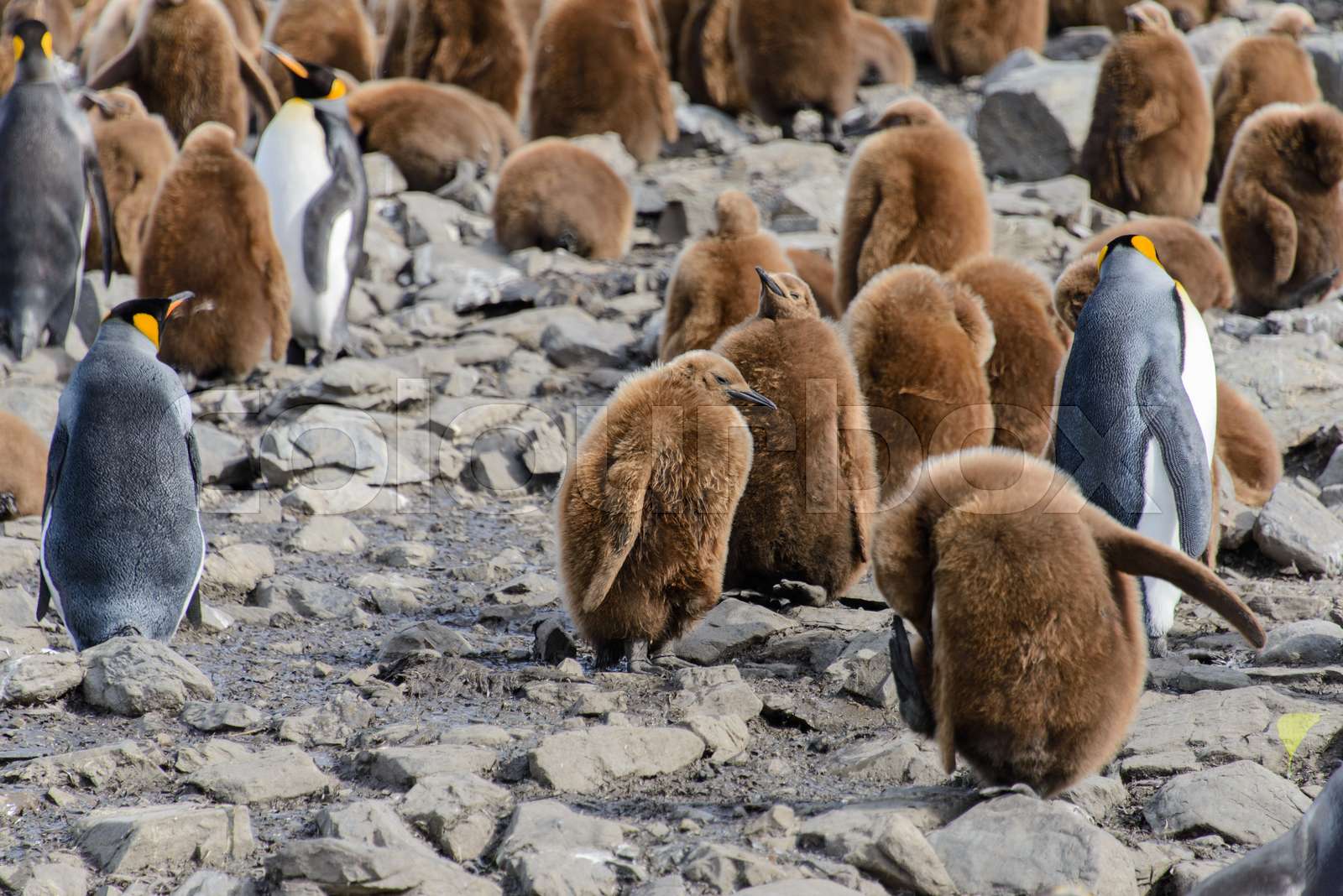 King penguin chicks | Stock image | Colourbox