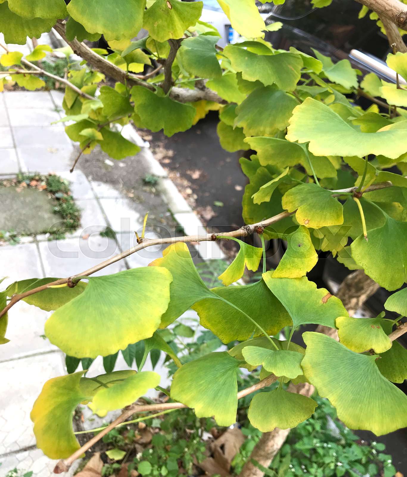 Ginkgo tree | Stock image | Colourbox