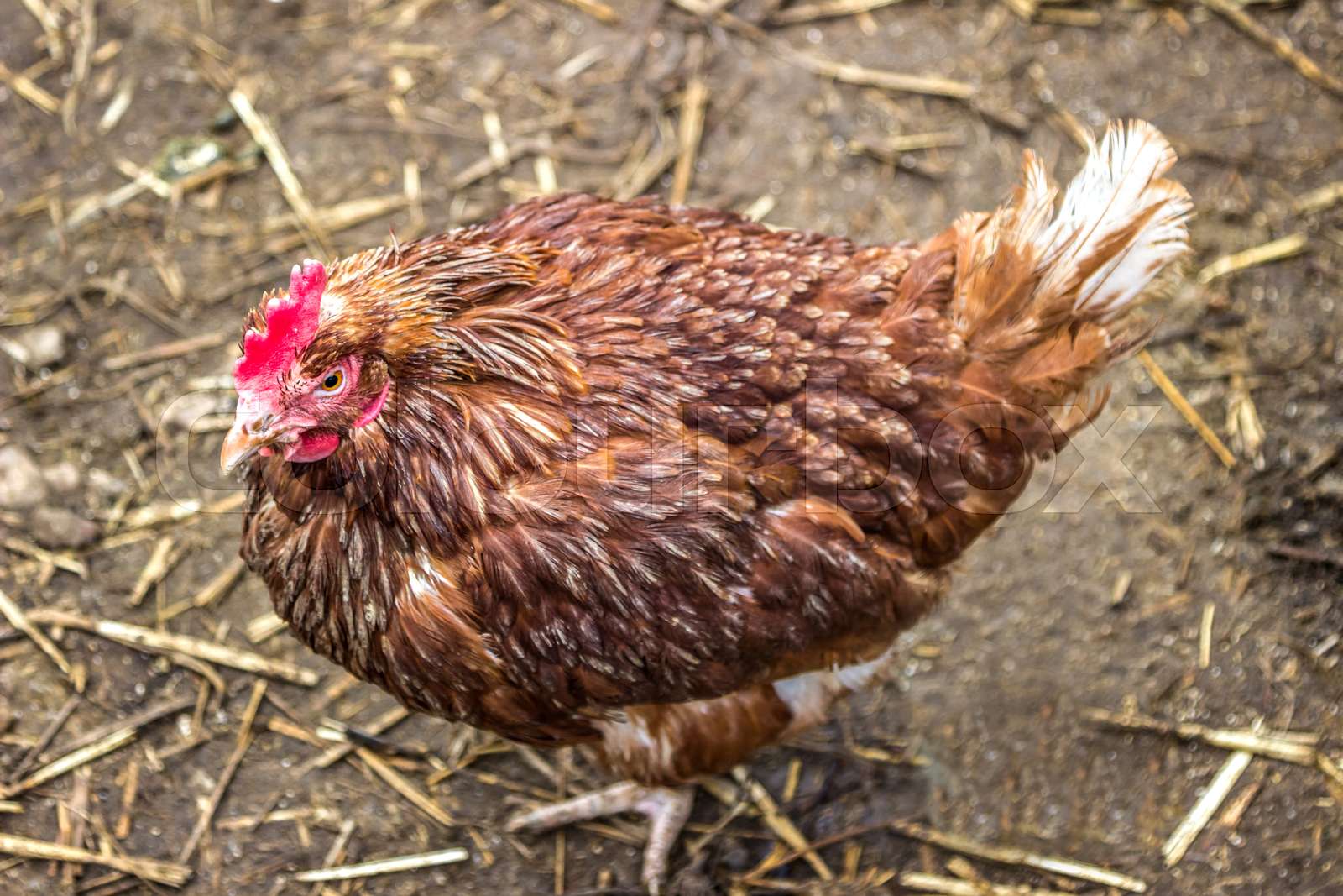 alive red chicken | Stock image | Colourbox