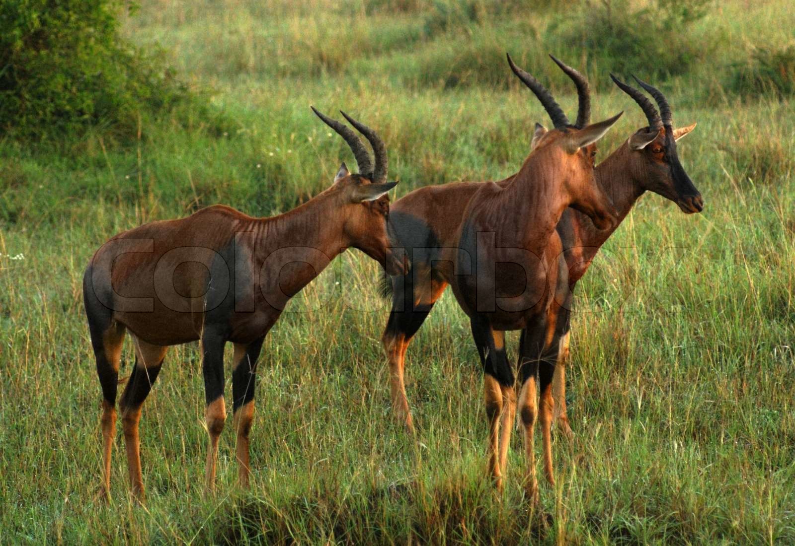 Common Tsessebe in Uganda | Stock image | Colourbox