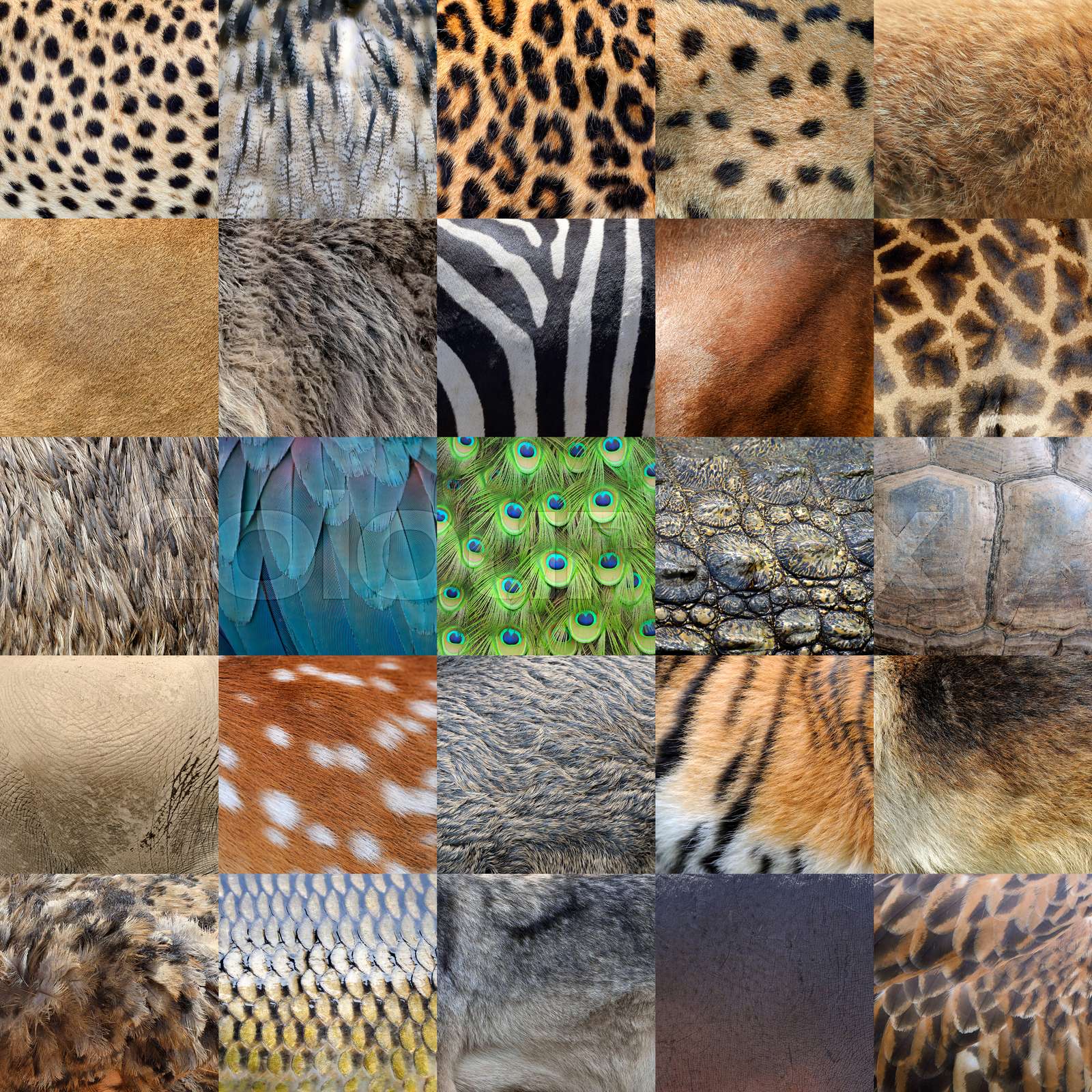 Collection of many real wild animals skin | Stock image | Colourbox