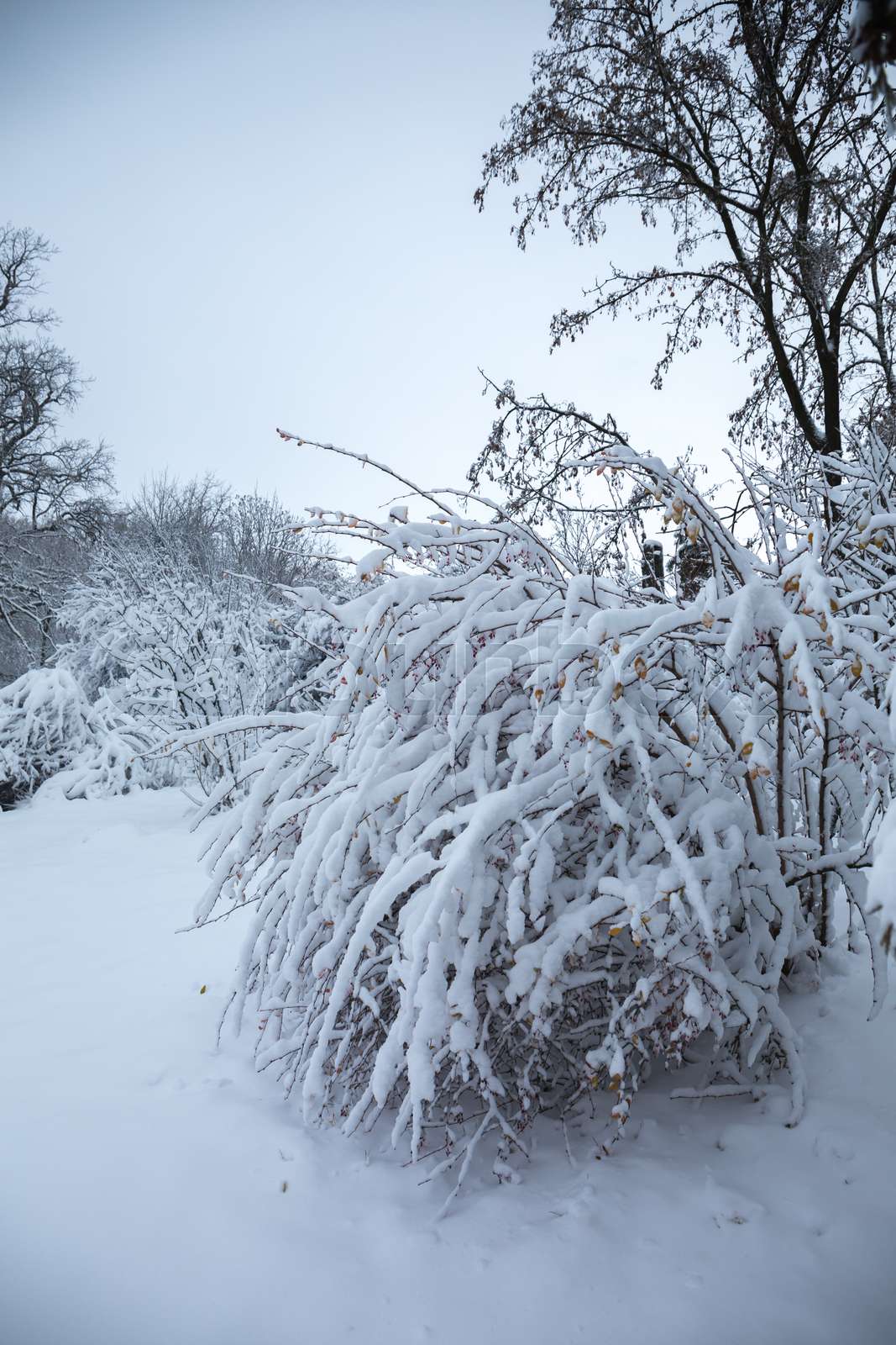 Big beautiful bush with snow | Stock image | Colourbox