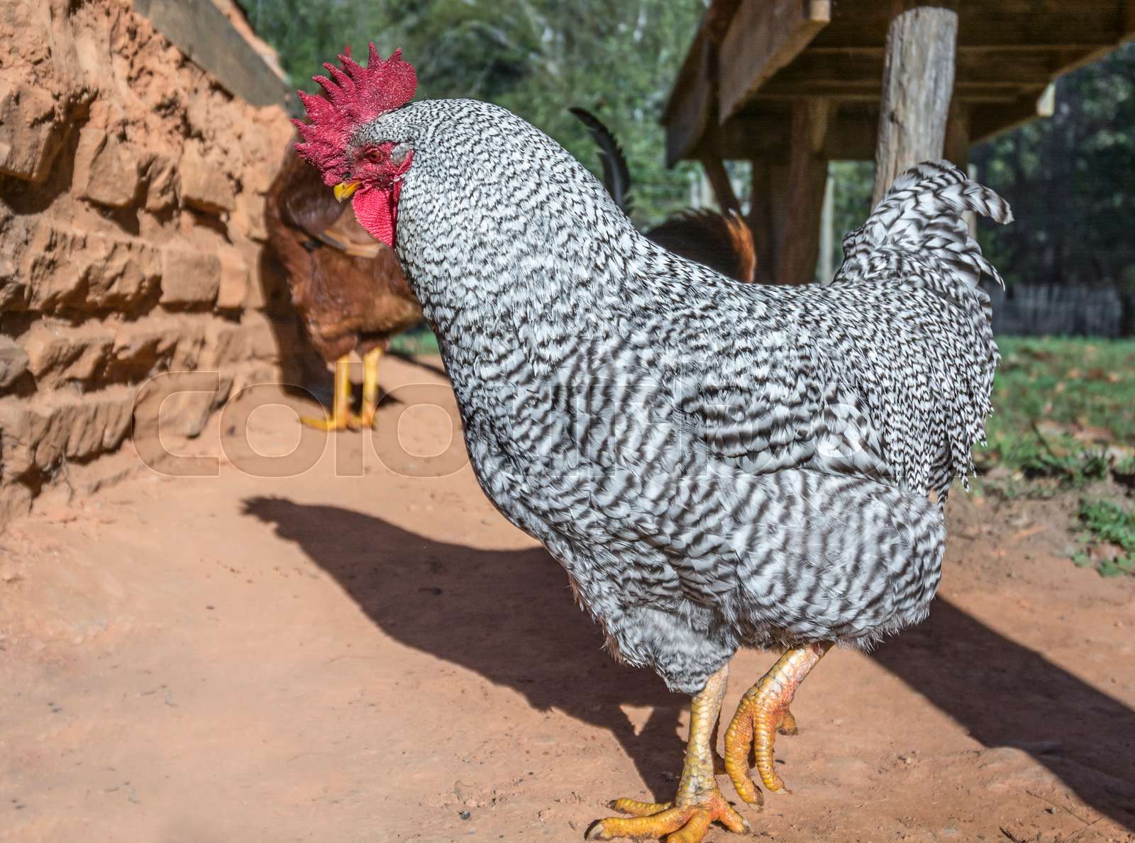 Plymouth Rock Rooster | Stock image | Colourbox