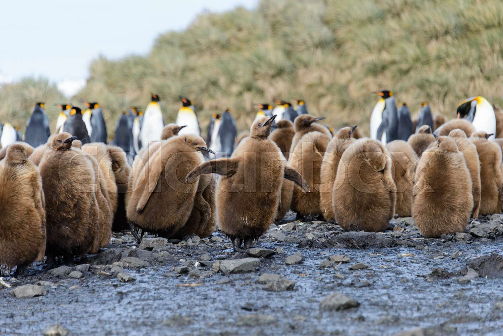 King penguin chicks | Stock image | Colourbox