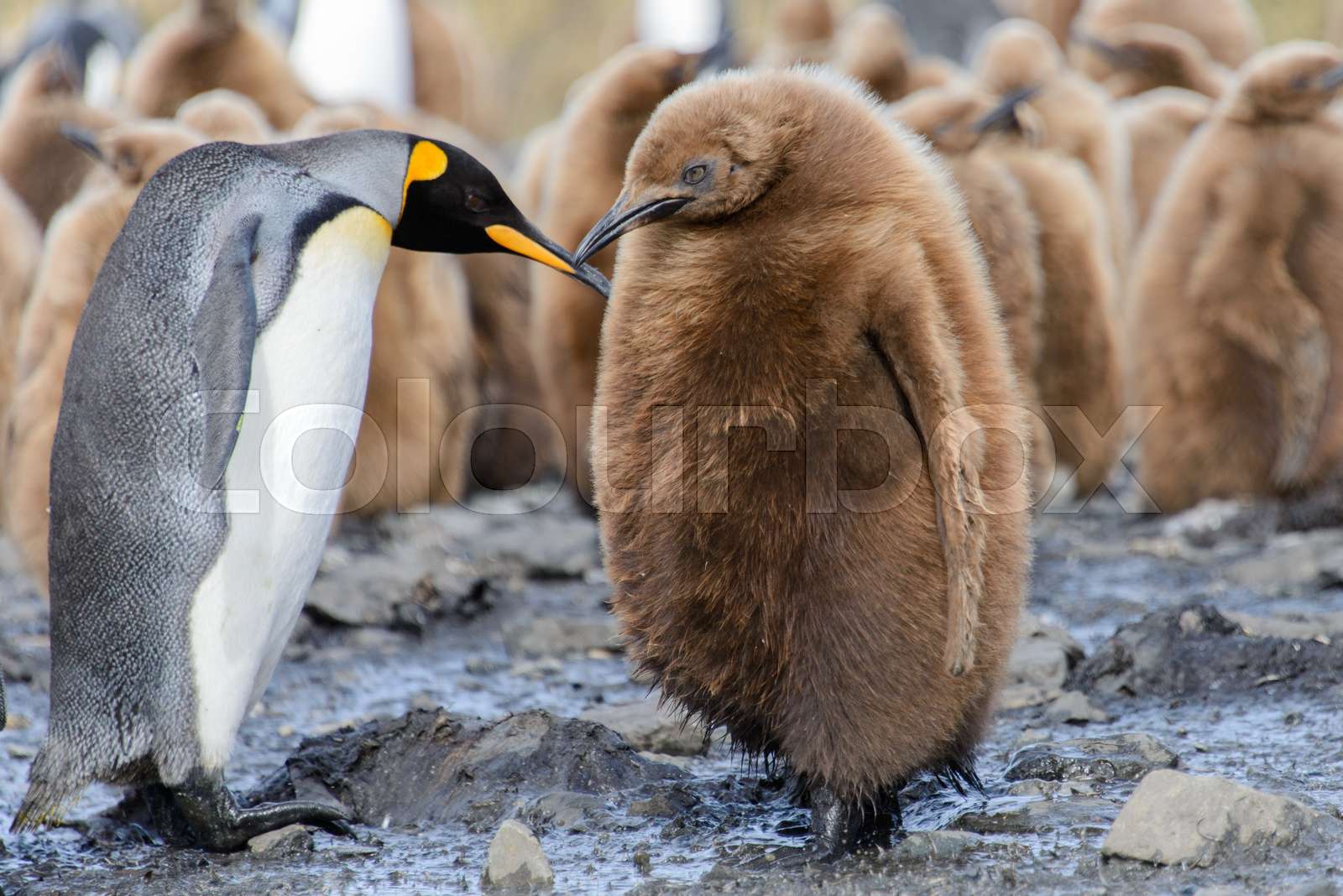 King penguin chicks | Stock image | Colourbox