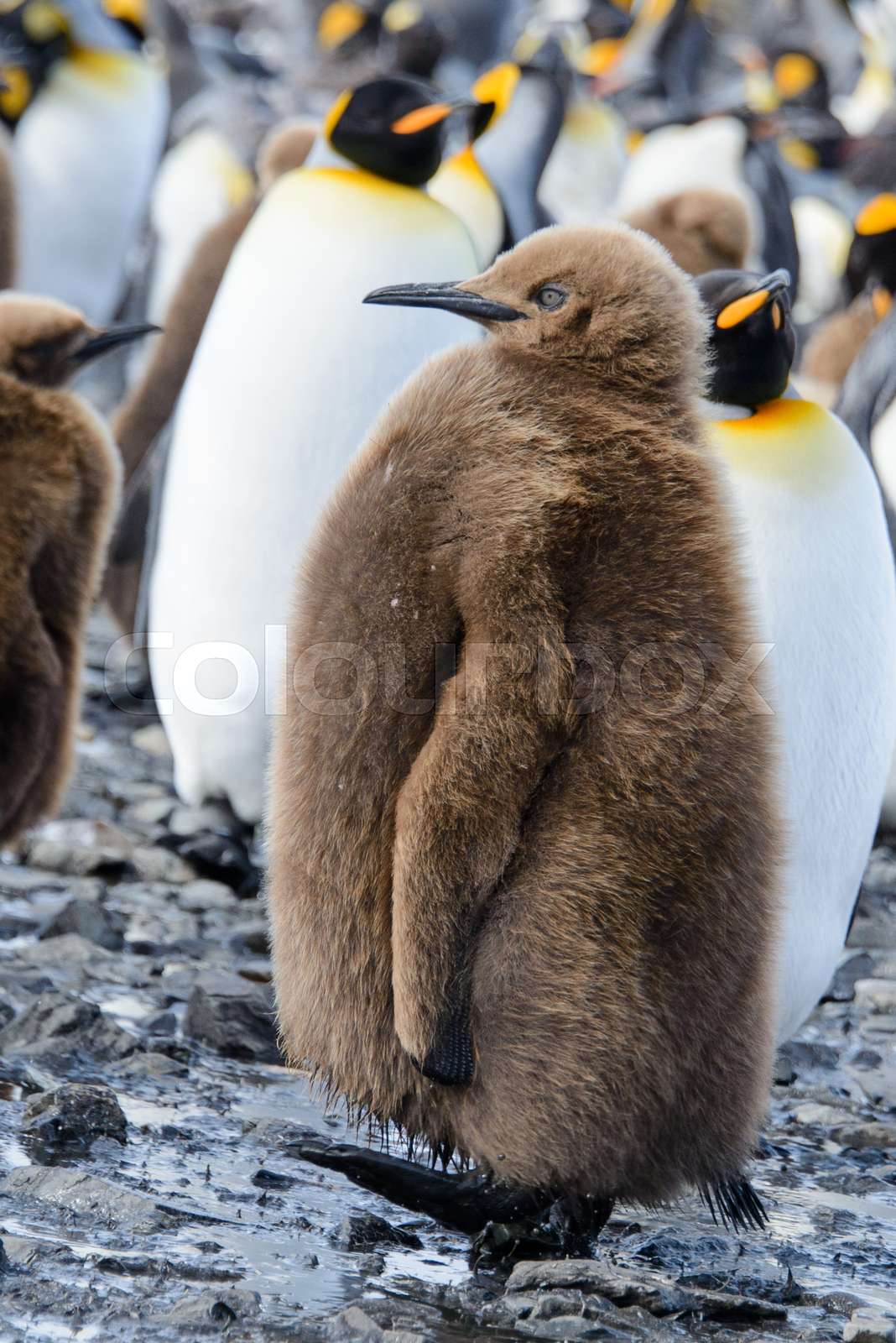 King penguin chicks | Stock image | Colourbox