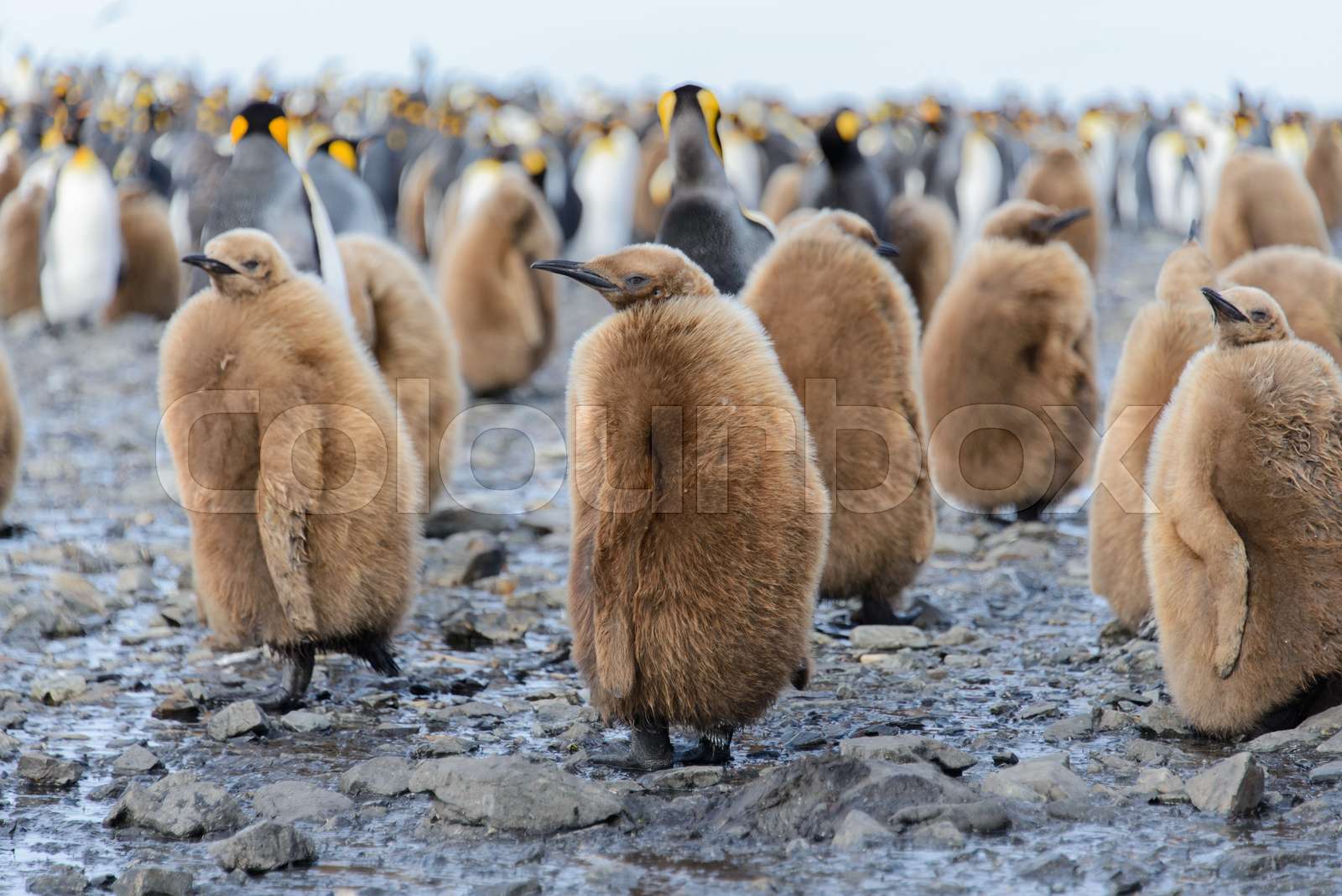 King penguin chicks | Stock image | Colourbox