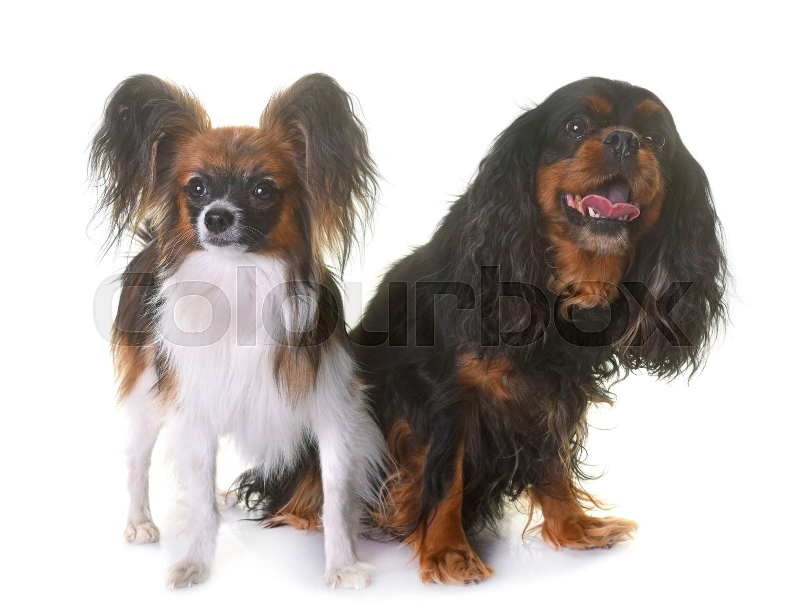 cavalier king charles and papillon dogs | Stock image | Colourbox
