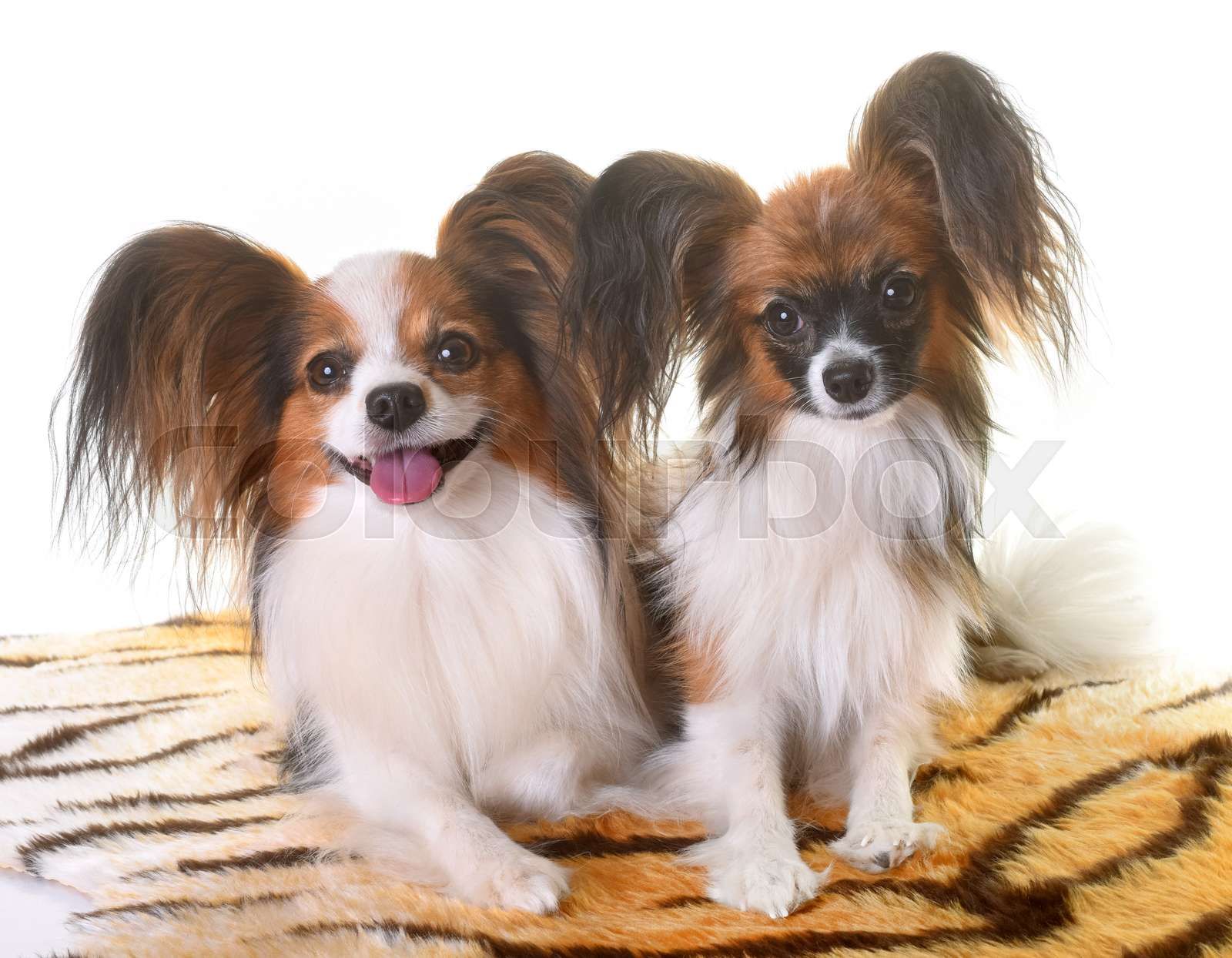 young papillon dogs | Stock image | Colourbox