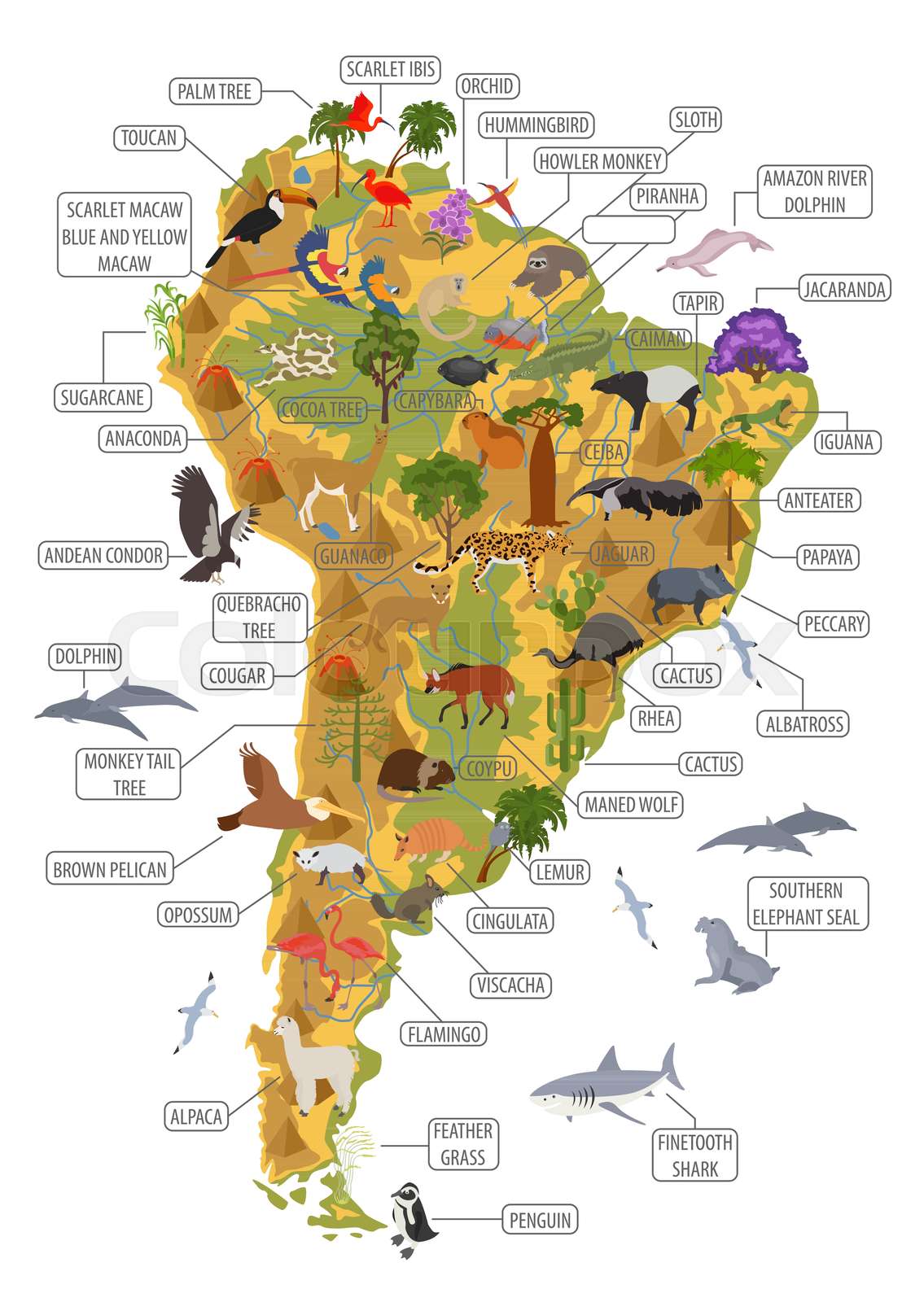 South America flora and fauna map, flat elements. Animals, birds and ...