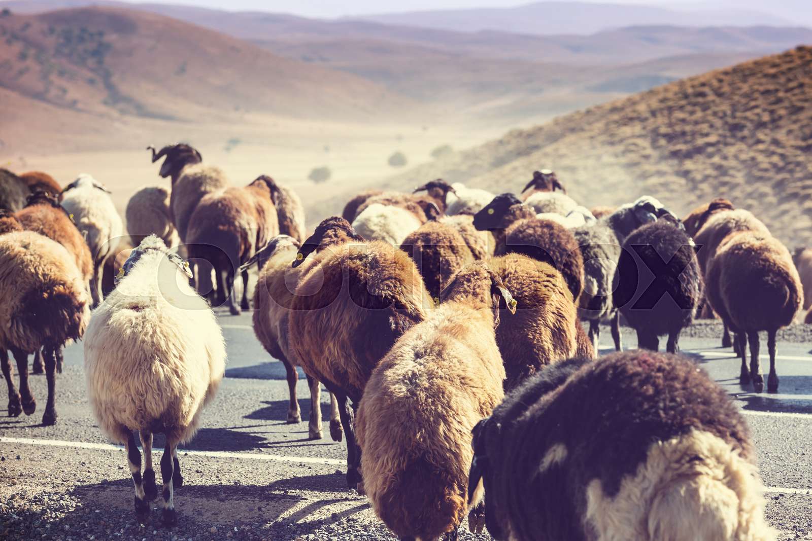 Sheep | Stock image | Colourbox