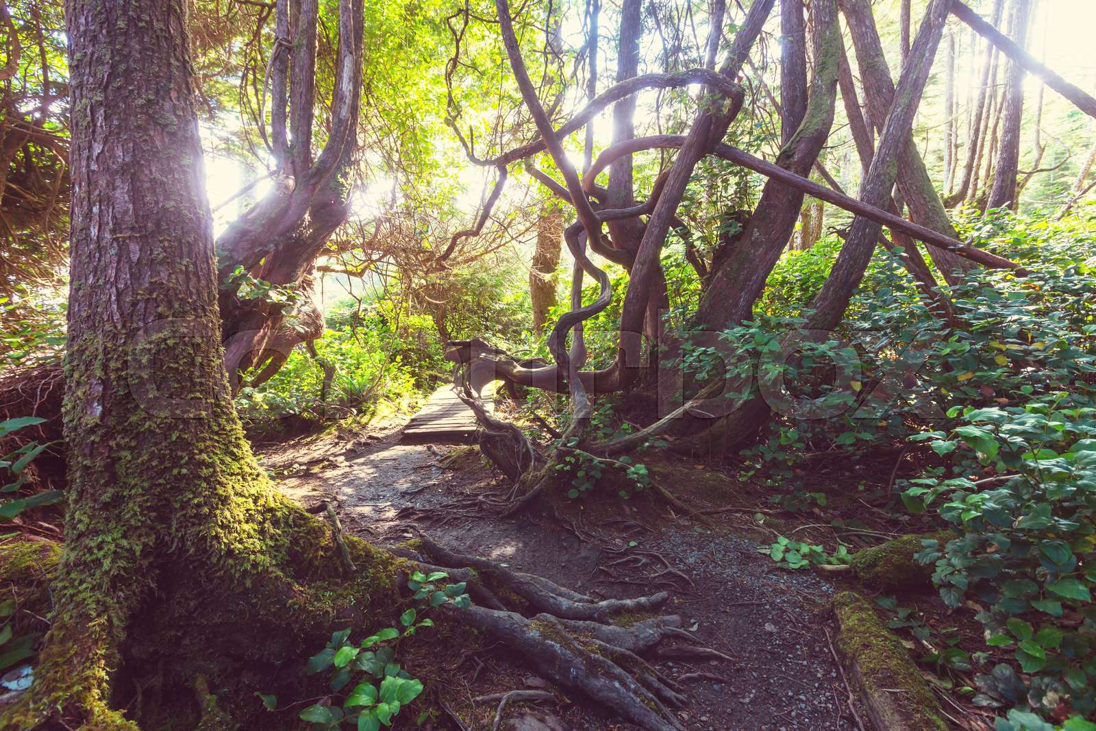 Vancouver forest | Stock image | Colourbox