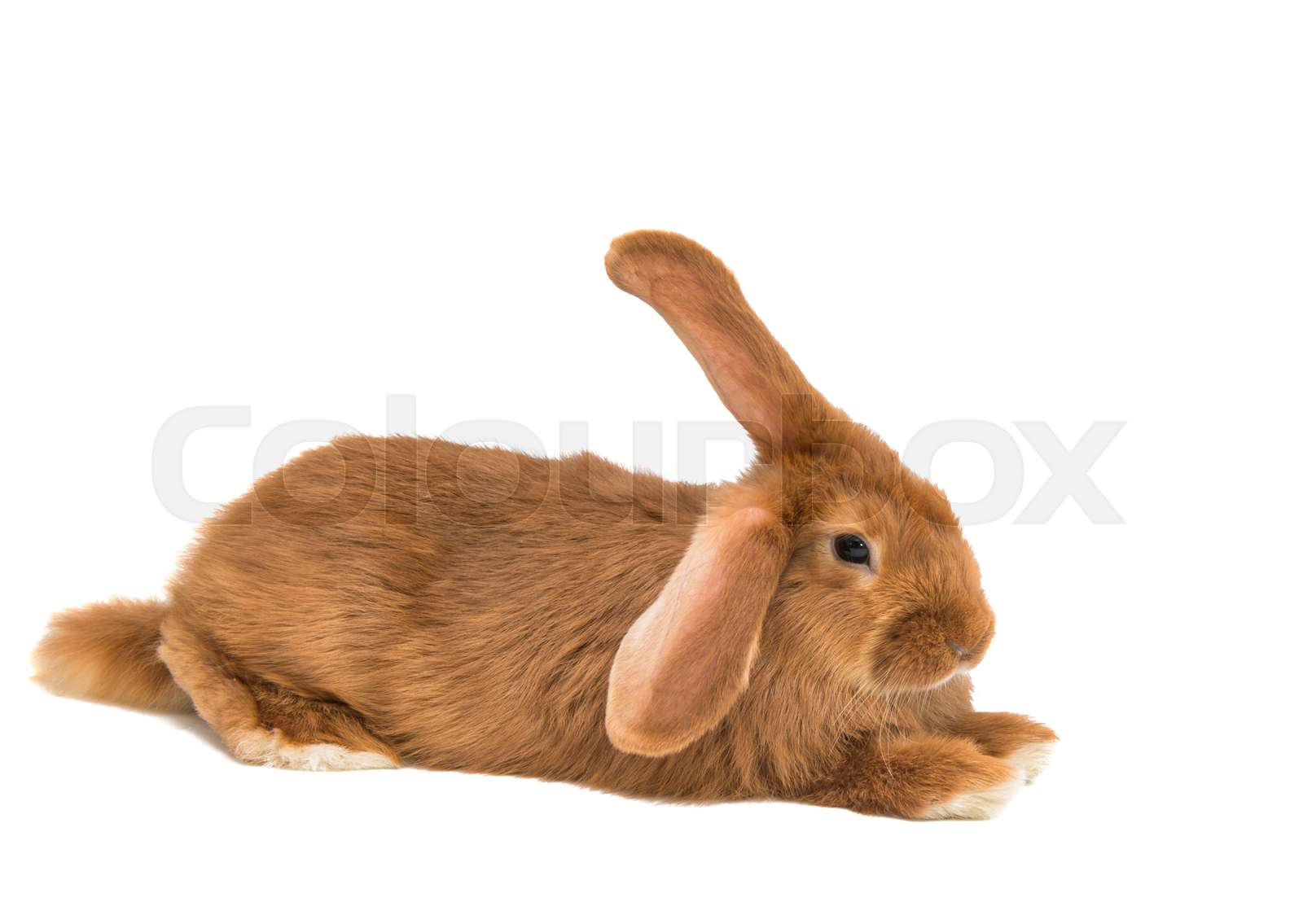 red-haired rabbit | Stock image | Colourbox