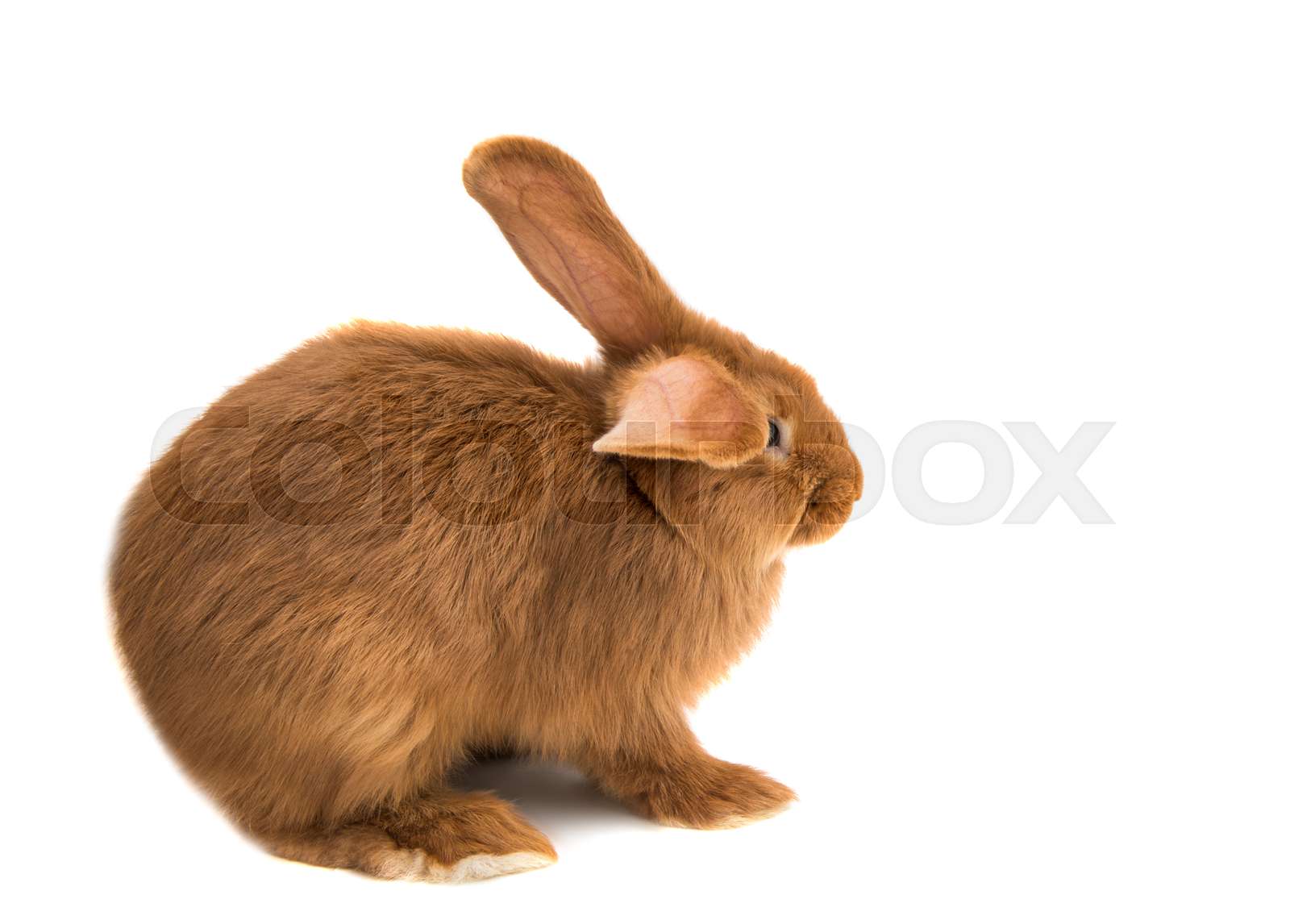 red-haired rabbit | Stock image | Colourbox