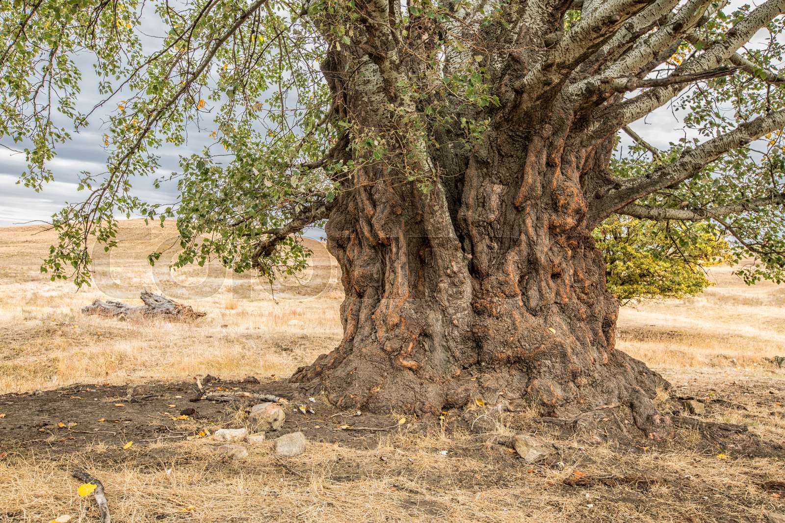 A big old poplar tree with an impressive trunk | Stock image | Colourbox