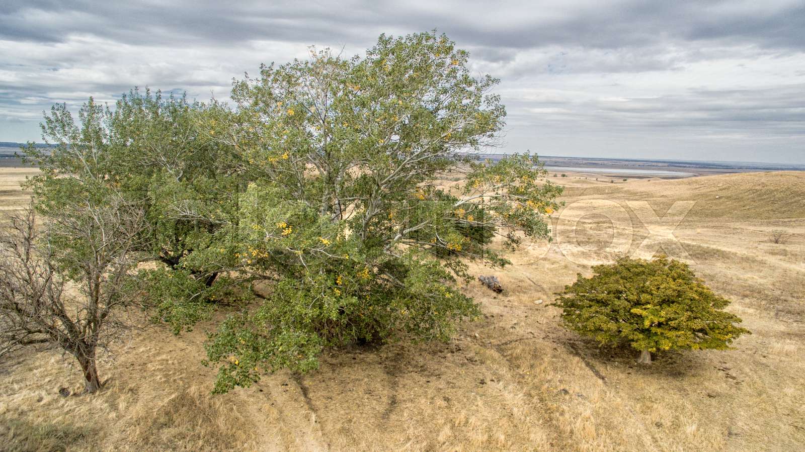 A big old poplar tree with an impressive trunk | Stock image | Colourbox