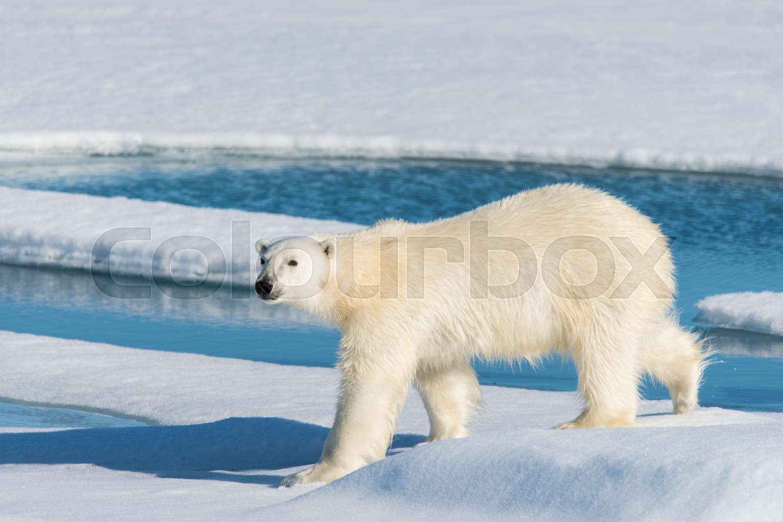 Polar bear on the pack ice | Stock image | Colourbox